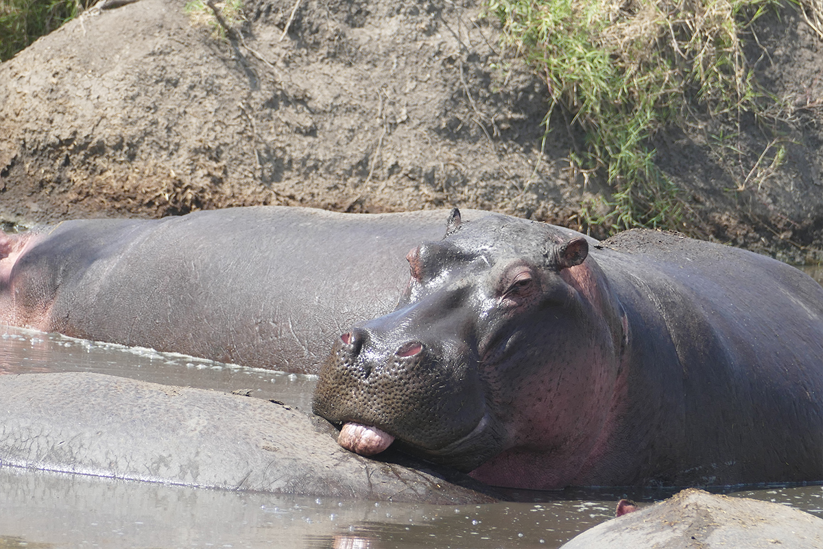 Katavi National Park - Lion View Tours