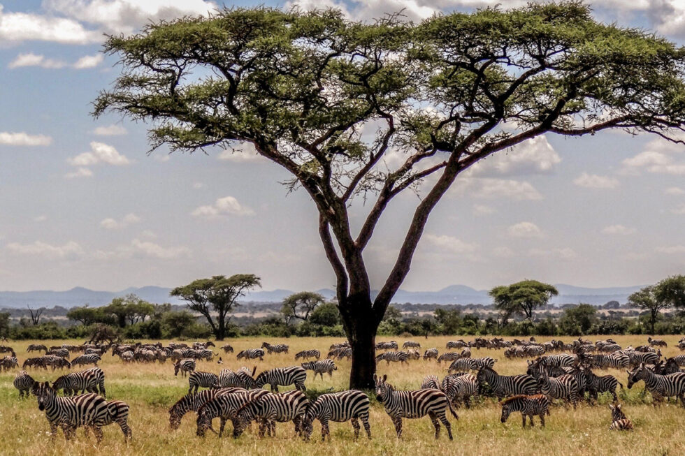 8-Day Bushmen Walking & Safari Adventure - Lion View Tours