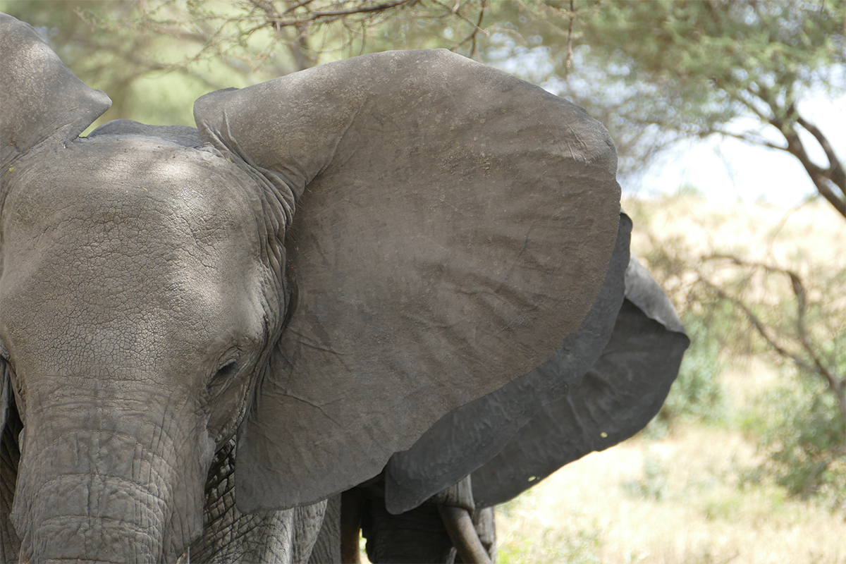 8-Day Bushmen Walking & Safari Adventure - Lion View Tours