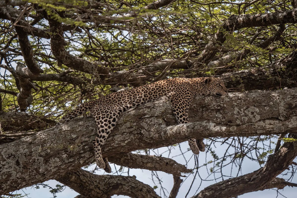 7-Day Southern Tanzania Explorer Safari - Lion View Tours