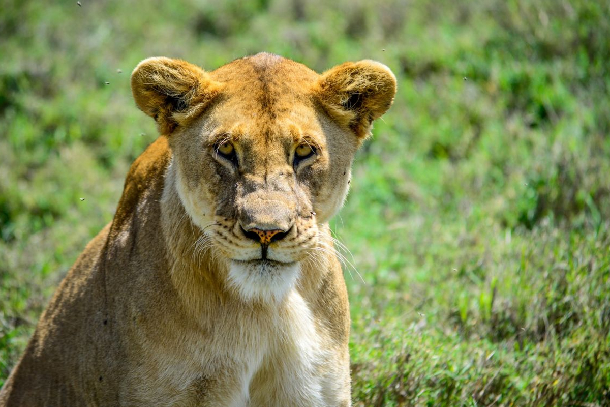 Tanzania Safari Faqs - Lion View Tours